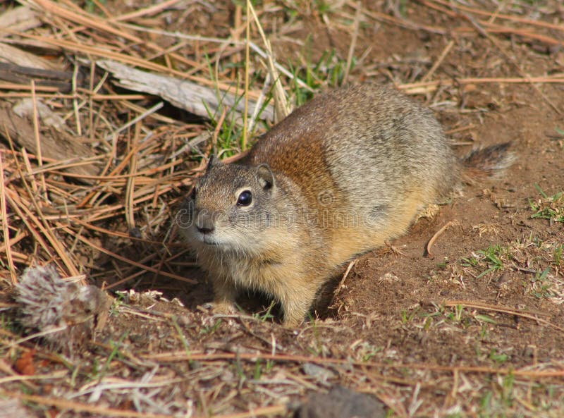 Gopher trapu image stock. Image du gros, parasite, golf - 9121373