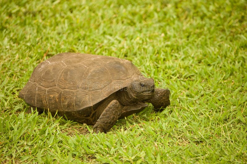Gopher turtle. stock photo. Image of shell, wildlife - 20505858
