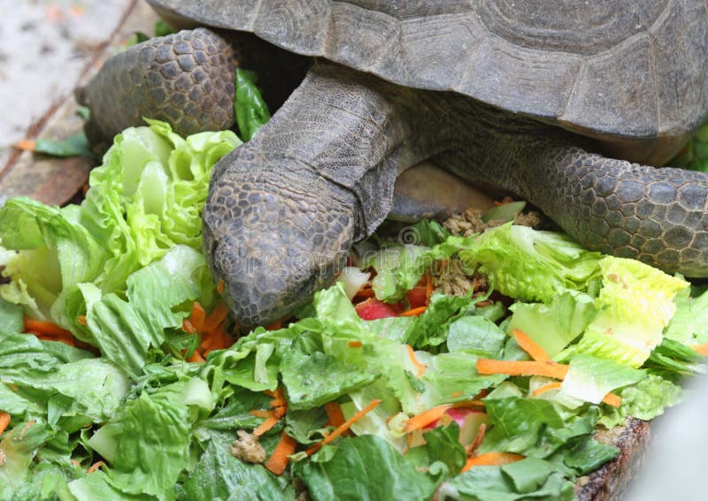 Gopher Turtle stock image. Image of protected, lunch, delicious - 4868251