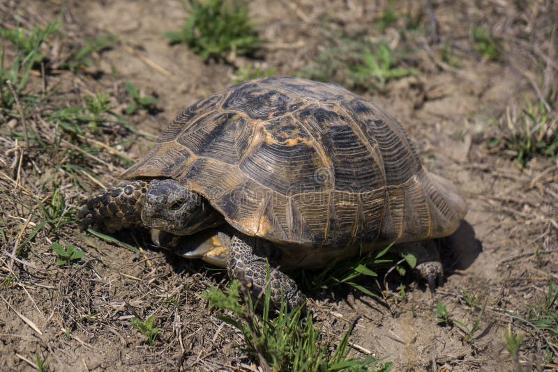 Gopher Turtle Background at Forest Area Stock Photo - Image of closeup ...