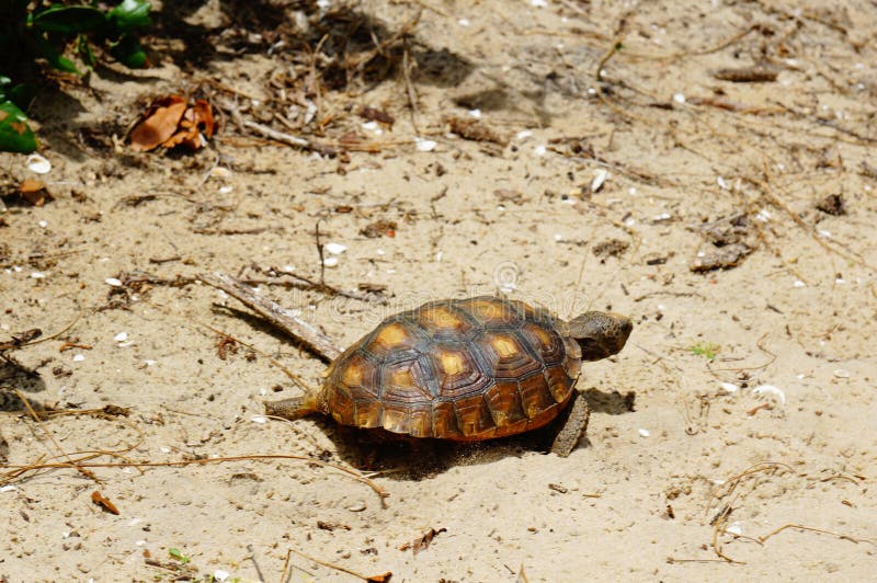 Gopher turtle in habitat stock photo. Image of burrow - 75631618