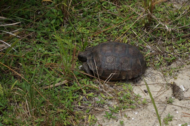 Gopher Turtle Background at Forest Area Stock Photo - Image of closeup ...