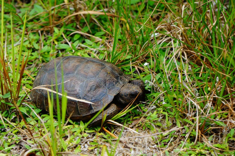 Gopher Turtle Background at Forest Area Stock Photo - Image of closeup ...
