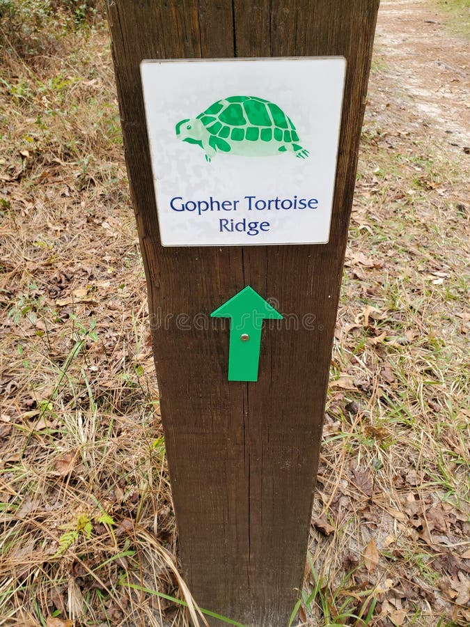Gopher Turtle Background at Forest Area Stock Photo - Image of closeup ...