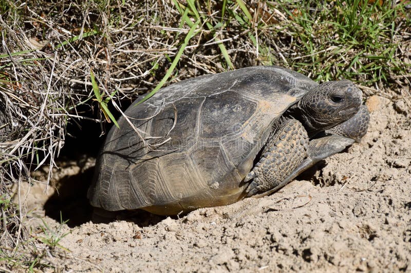 Gopher Turtle in the Wild Florida, USA Stock Photo - Image of turtle ...