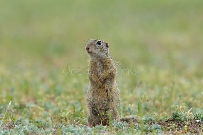 Gopher in two feet stock photo. Image of ground, squirrel - 84121584