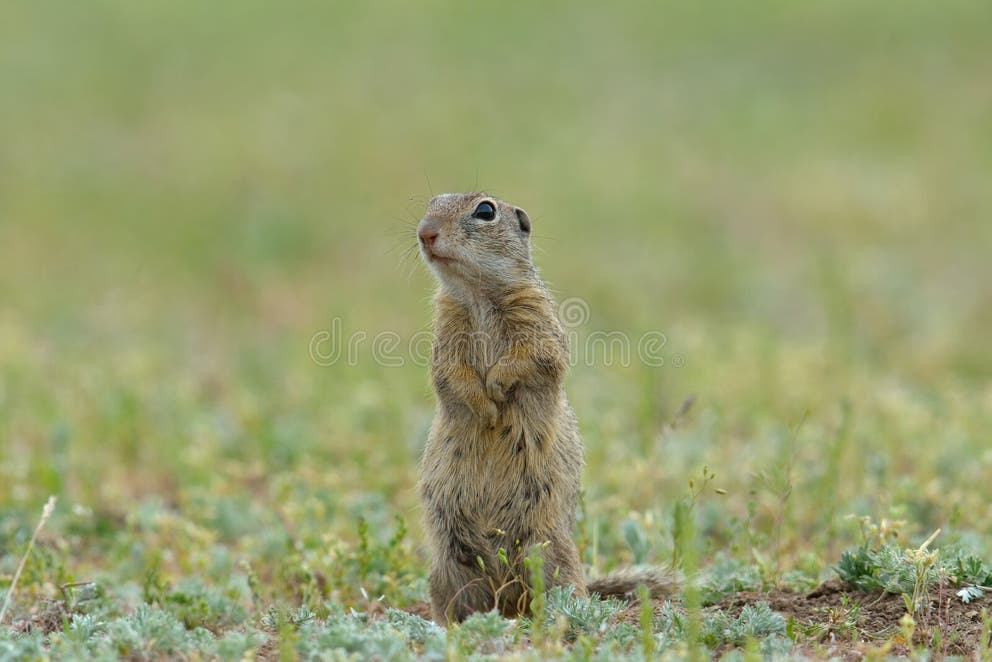 Gopher in two feet stock photo. Image of ground, squirrel - 84121584