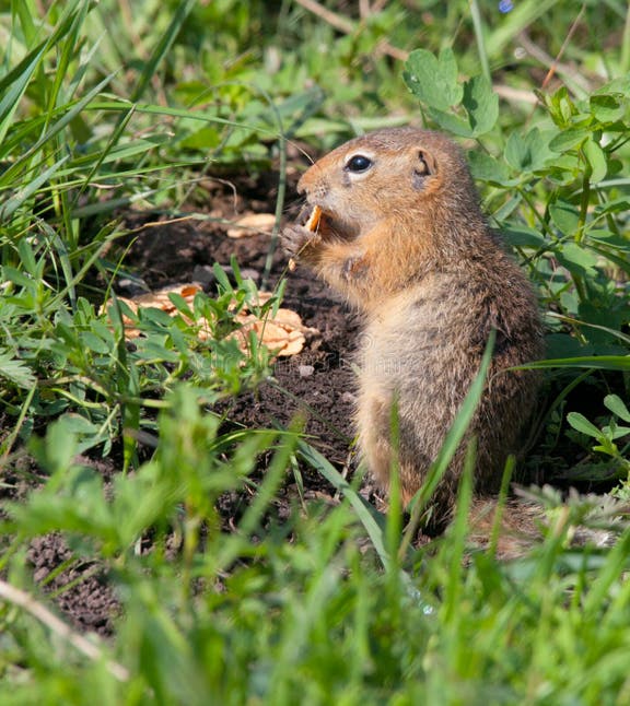 Gopher van de familie stock afbeelding. Image of dier - 23427397