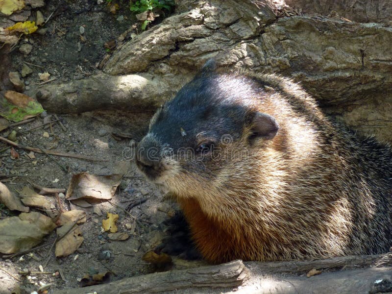 173 Gopher Walking Stock Photos - Free & Royalty-Free Stock Photos from ...