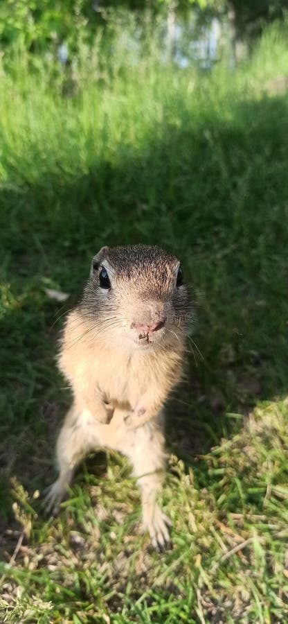 Gopher stock image. Image of wild, summer, gopher, life - 222854399