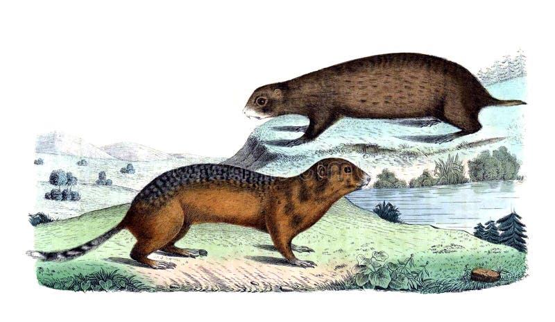 Gopher in the wild. stock illustration. Illustration of spring - 102390405
