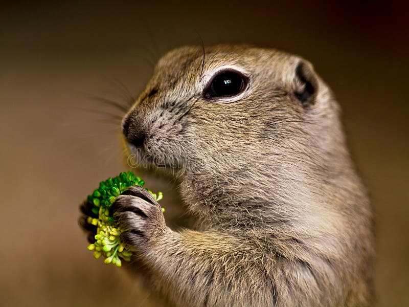 Gopher stock photo. Image of gopher, broccoli, rodent - 52364568
