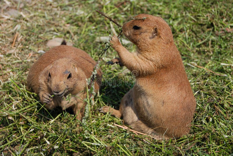 Gophers stock image. Image of field, attention, fear - 28171245