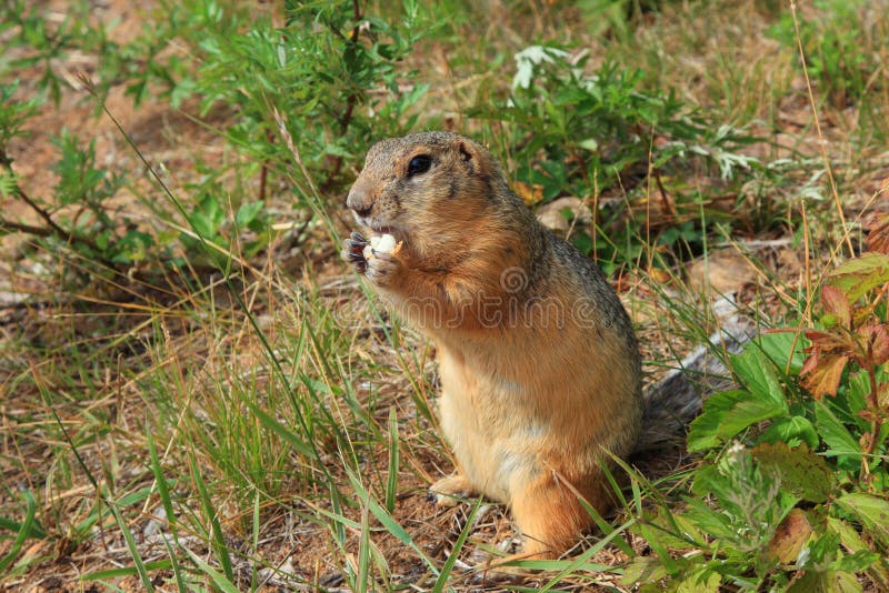 Eating gopher stock photo. Image of sitting, grass, close - 102078042
