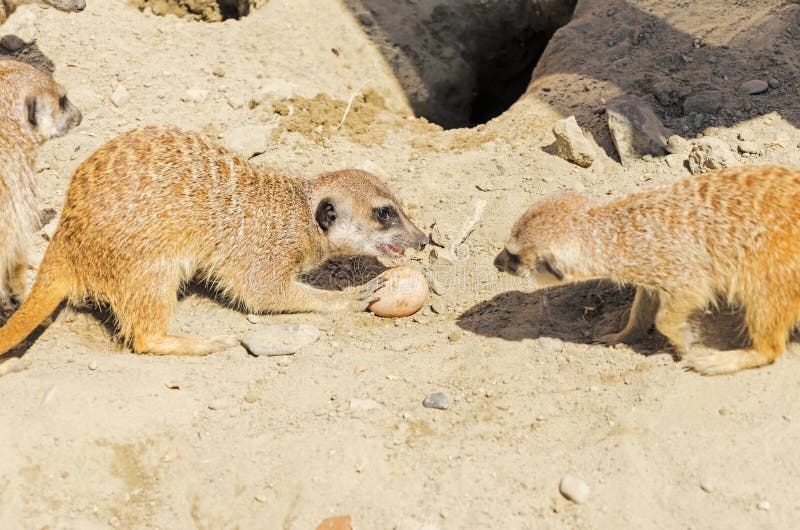 Gophers stock photo. Image of saskatchewan, tail, groundhog - 86019588