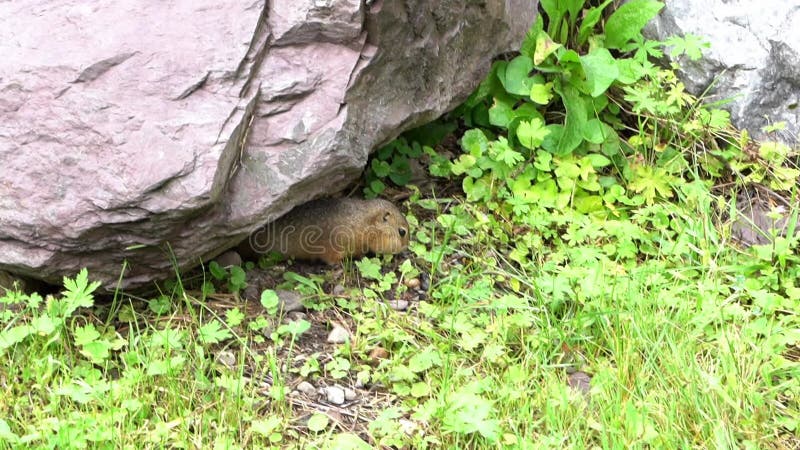 Gophers on the Lawn, a Gopher Hiding in His Hole Stock Video - Video of ...