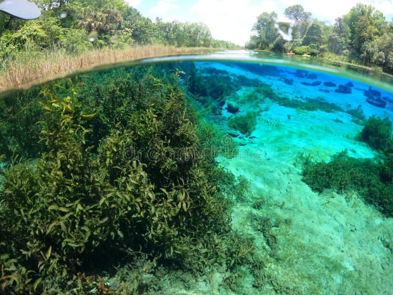 Rainbow Springs Park Florida Stock Photo - Image of springs, underwater ...