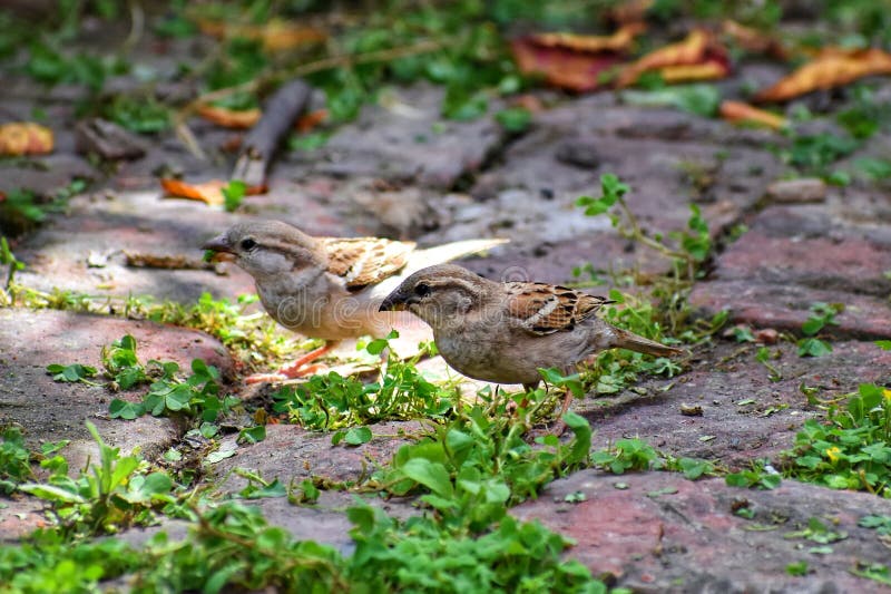 Chidiya Stock Photos - Download 45 Royalty Free Photos