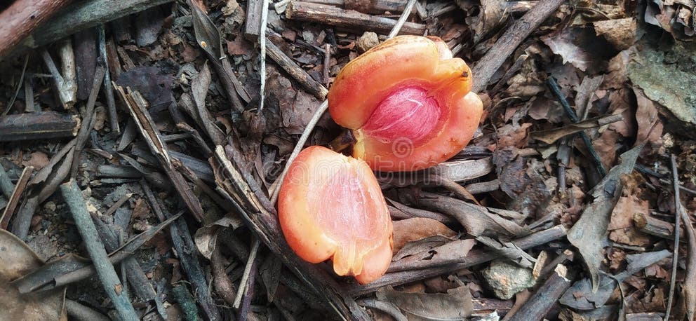 Goraka Gediya & X28; Abula& X29; Sri Lanka Stock Image - Image of ...