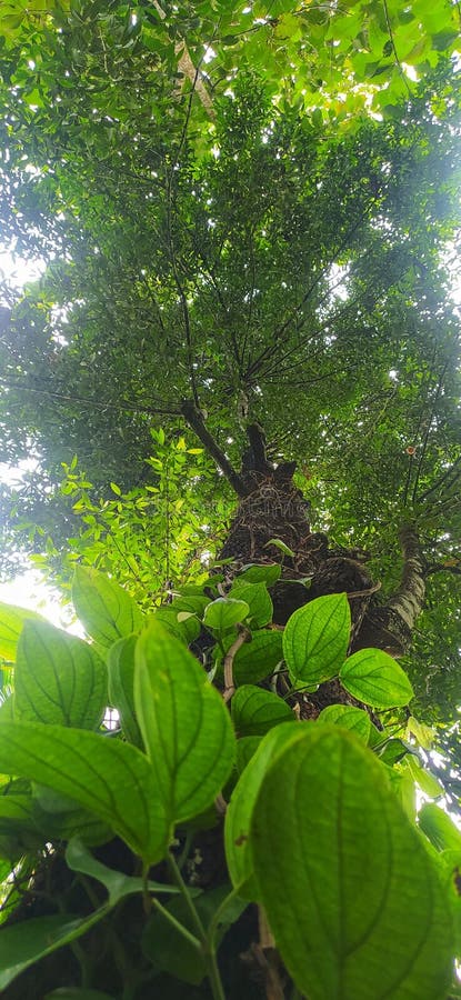 Goraka Tree with Gammiris Vines Sri Lanka Stock Photo - Image of goraka ...