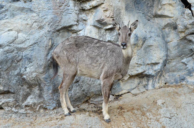 Goral stock photo. Image of cold, climbing, antelope - 32580788