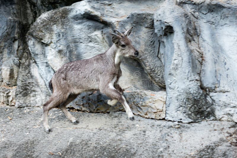 Himalayan Goral Stock Photos - Free & Royalty-Free Stock Photos from ...