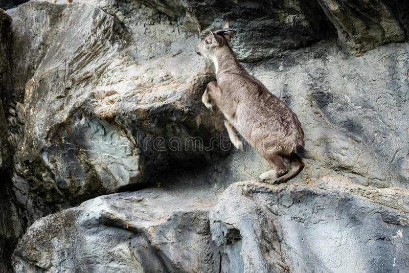 Goral stock photo. Image of mammal, forest, hoof, chinese - 196574860