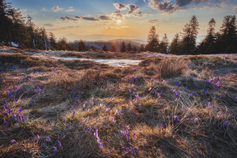 Gorce National Park stock photo. Image of three, sunrise - 220555874