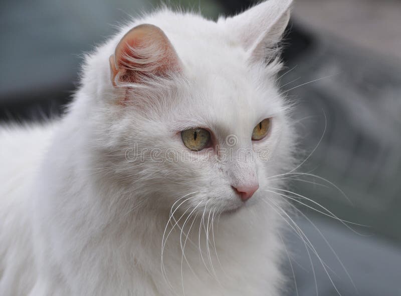 Gorceous Weiße Angora-Katze Stockfoto - Bild von entzückend, weich ...