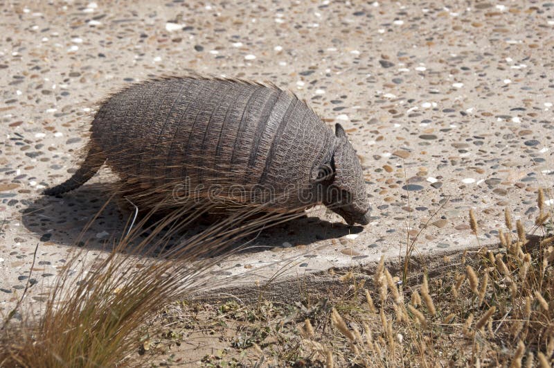 Patagonische gordeldier stock foto. Image of vreugde - 39934406