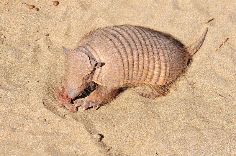 Harig gordeldier stock afbeelding. Image of argentinië - 24793229