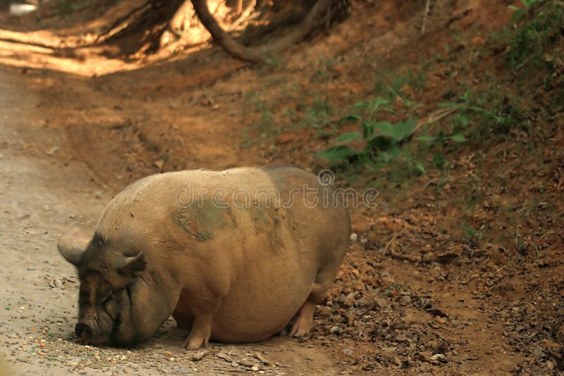 Porky foto de archivo. Imagen de mascotas, perrito, poroso - 137580834