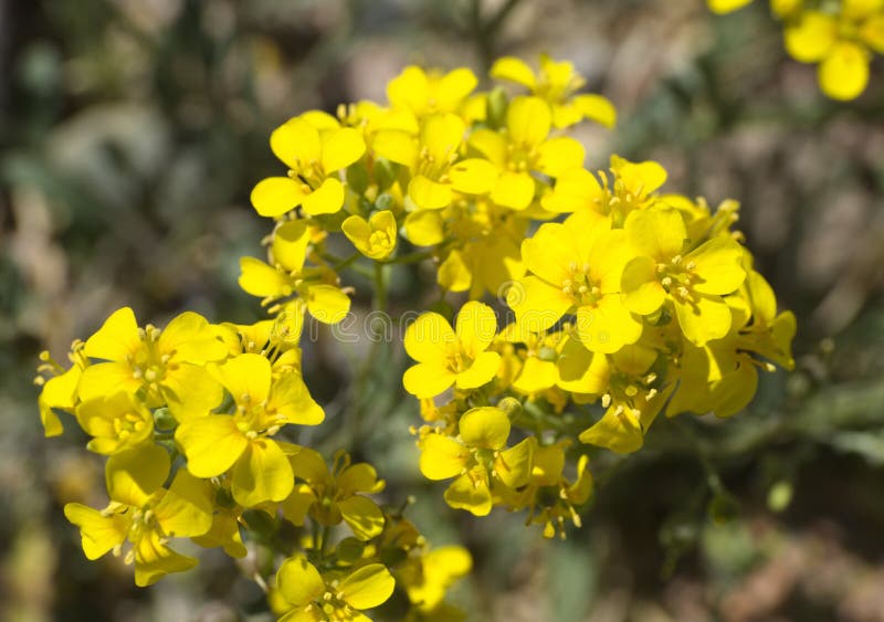 Gordon`s Bladderpod flower stock image. Image of botany - 143189643