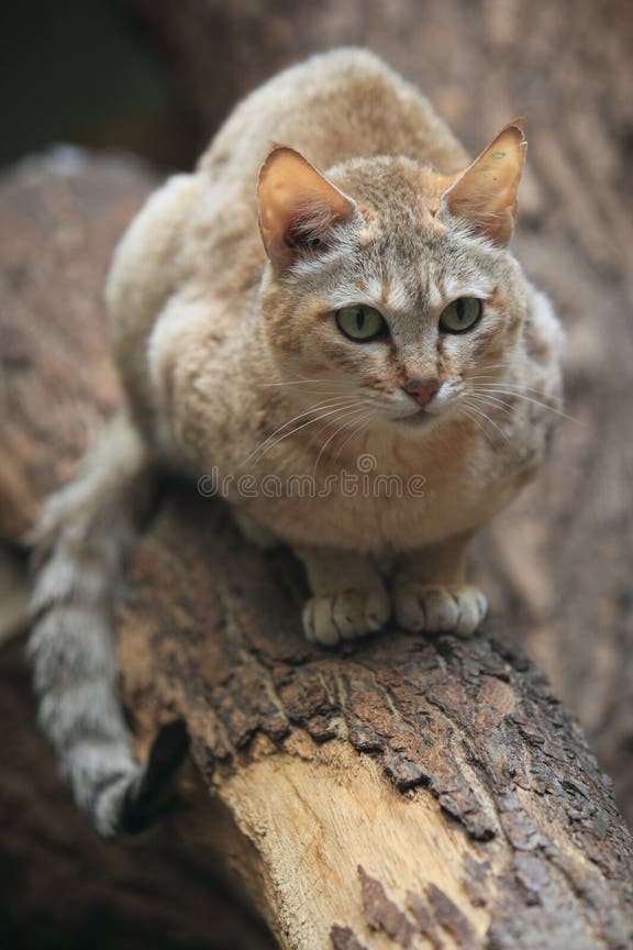 Gordon s wild cat stock photo. Image of mammal, gordon - 24872792