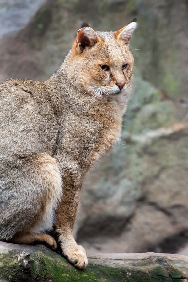 Gordon's Wild Cat stock photo. Image of animal, wild - 28303098