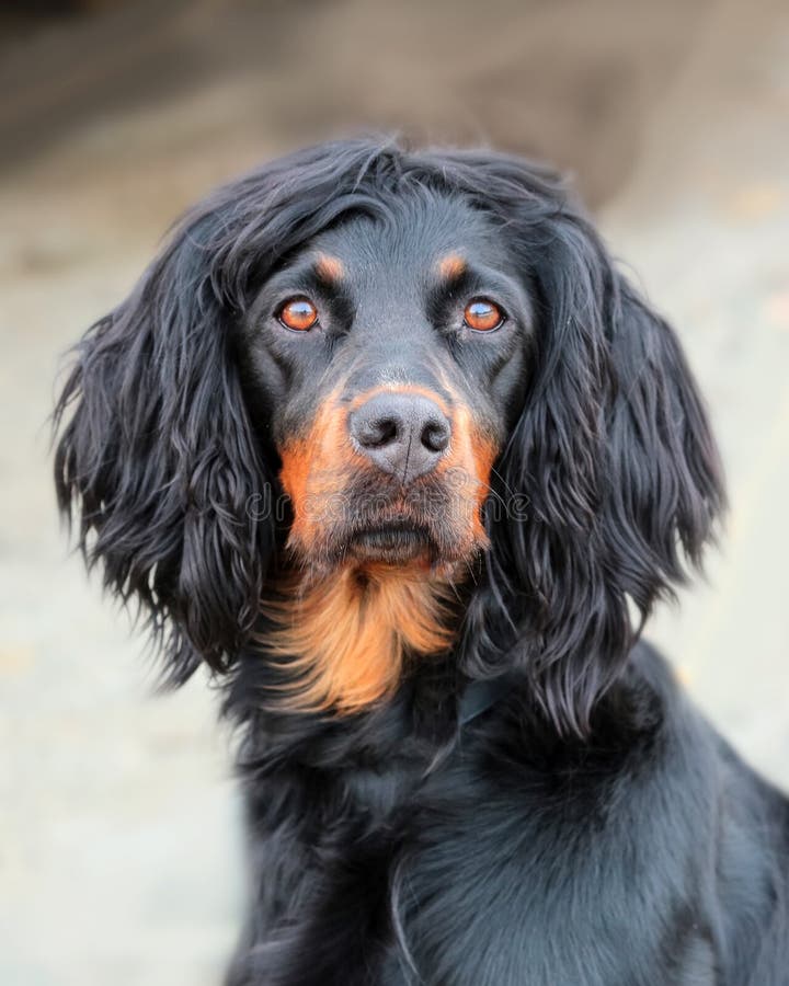 Gordon Setter Valp I Sommaren Arkivfoto - Bild av valp, hund: 72988656