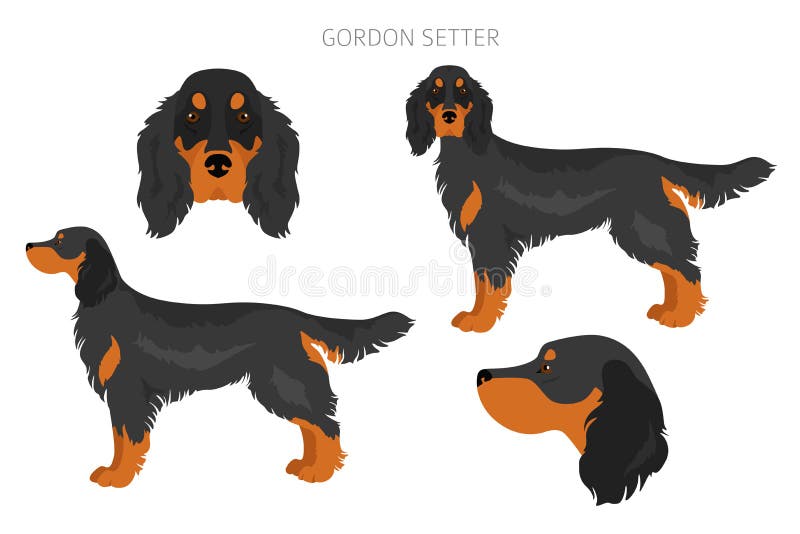 Gordon Setter Clipart. Different Poses, Coat Colors Set Stock Vector ...