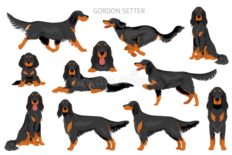 Gordon Setter Clipart. Different Poses, Coat Colors Set Stock Vector ...