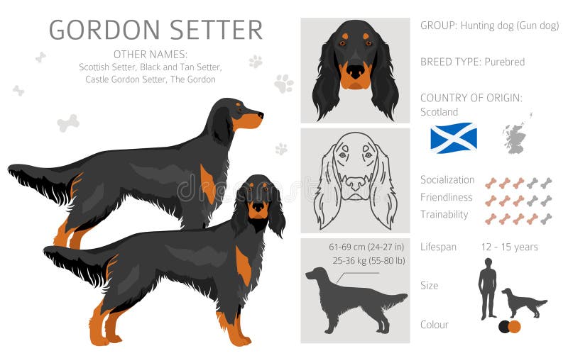 Gordon Setter Clipart. Different Poses, Coat Colors Set Stock Vector ...