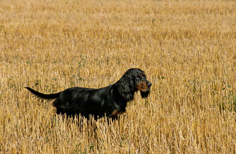 Gordon Setter Dog, Portrait of Adult Stock Photo - Image of adult ...