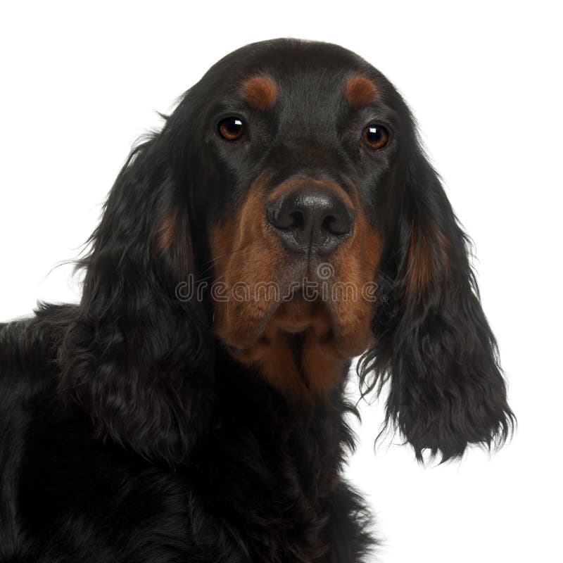 583 Gordon Setter Stock Photos - Free & Royalty-Free Stock Photos from ...