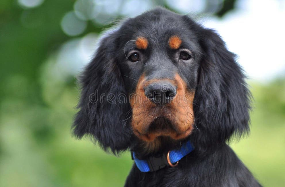 Gordon Setter Valp I Sommaren Fotografering för Bildbyråer - Bild av ...