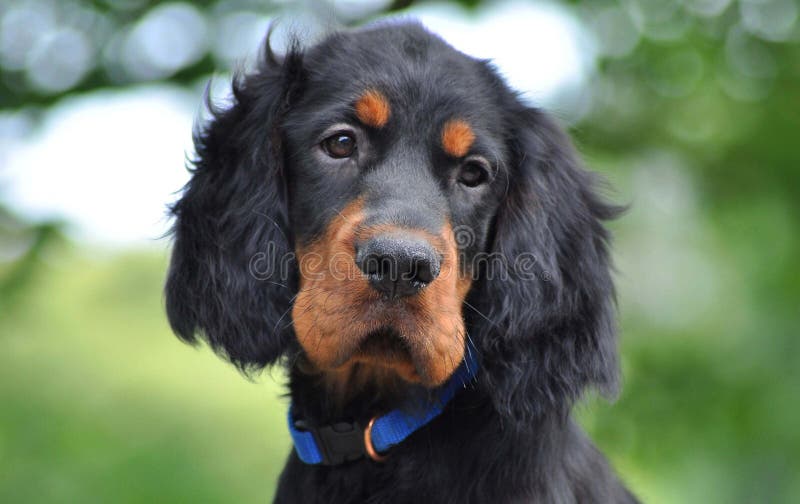 Gordon Setter Valp I Sommaren Arkivfoto - Bild av valp, hund: 72988656