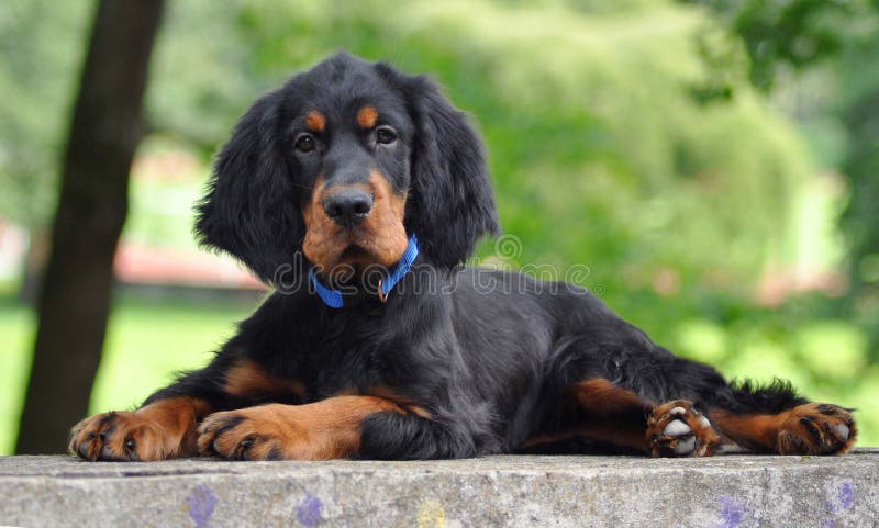 Gordon Setter Valp I Sommaren Fotografering för Bildbyråer - Bild av ...