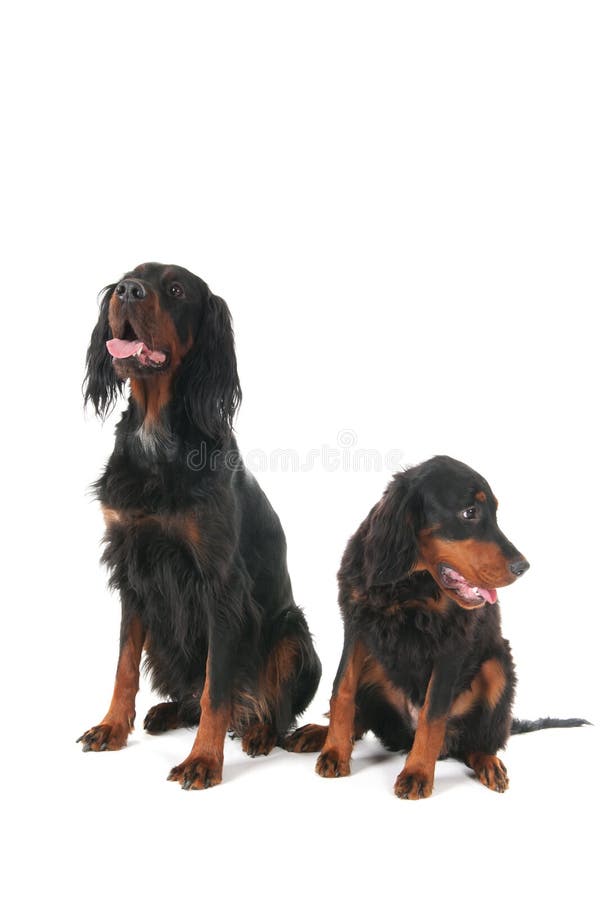 Gordon Setters stock photo. Image of couple, female, breed - 28001338