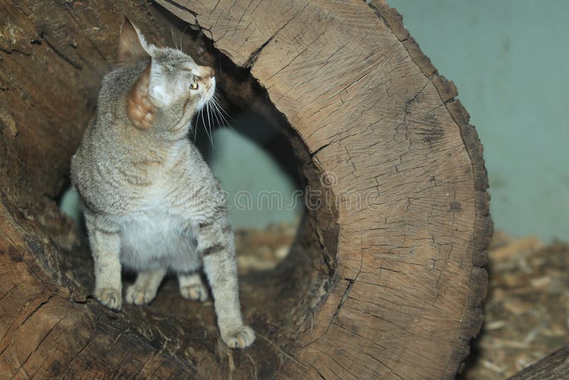 Gordon wild cat stock image. Image of animal, gordoni - 64471841