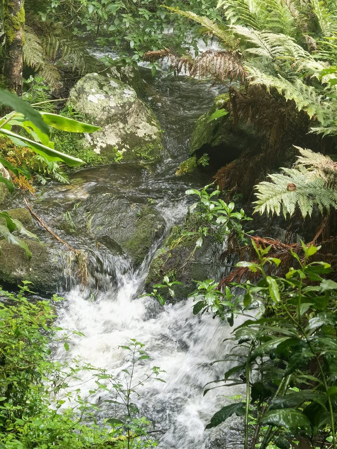 Gorge Lift Forest Beauty stock image. Image of vegetation - 265023117