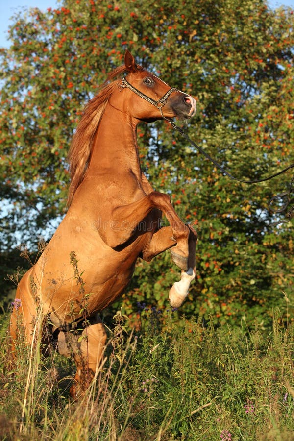 Gorgeous Arabian Horse Prancing in the Evening Stock Image - Image of ...