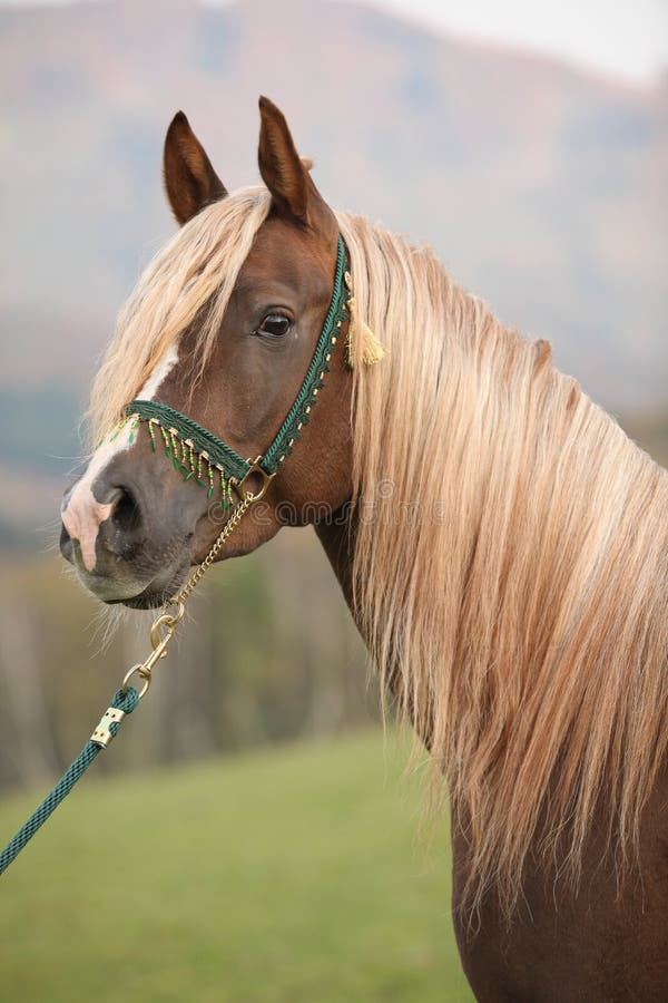 Gorgeous Arabian Stallion with Long Mane Stock Image - Image of ...