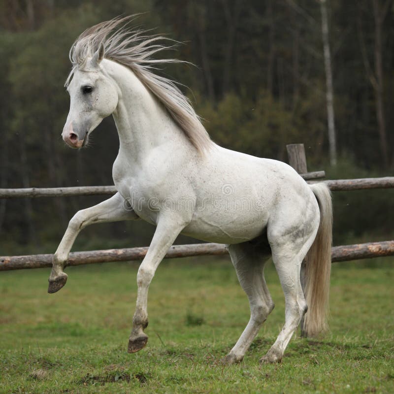 Gorgeous Arabian Stallion Prancing Stock Photo - Image of autumn ...